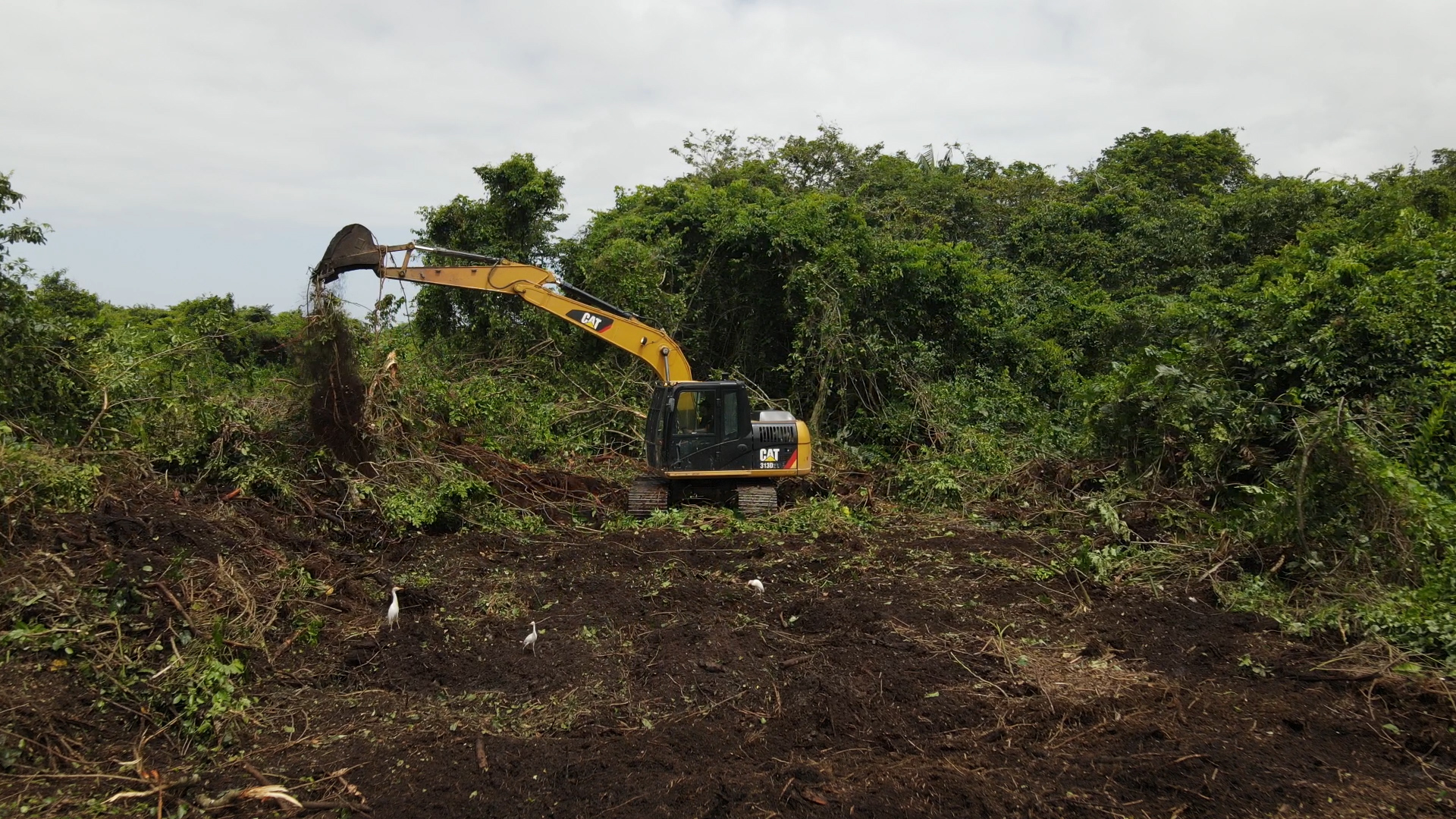Deforestation • Terzol Heavy Equipment NV